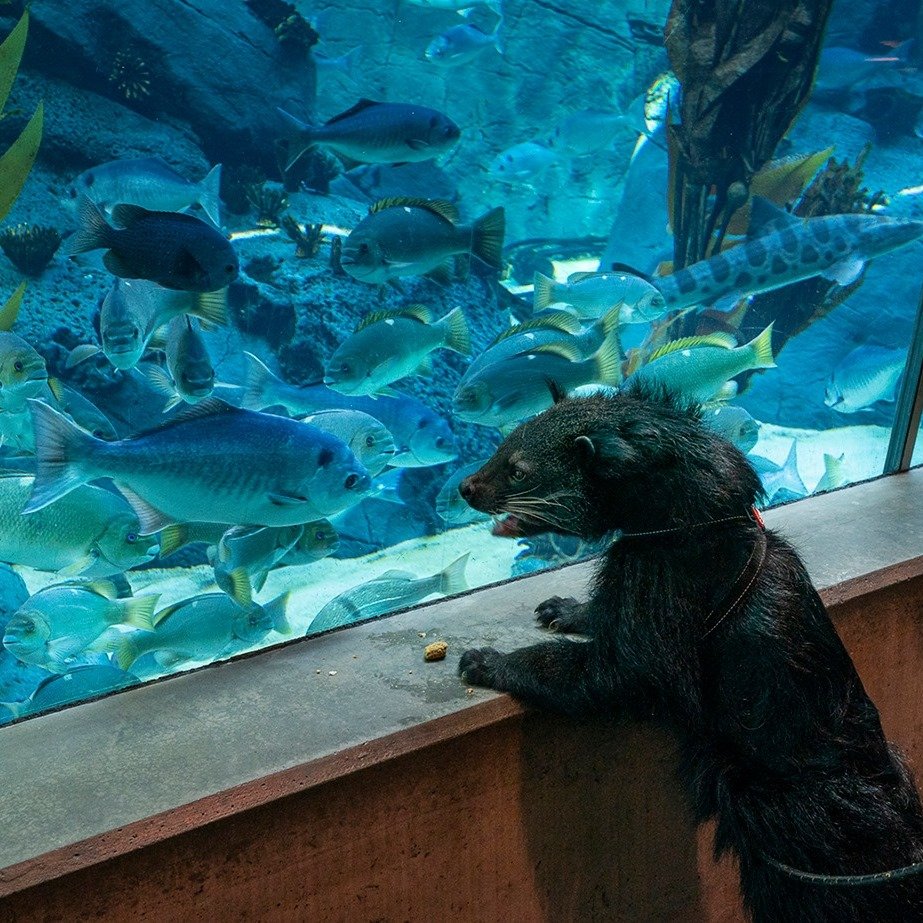 San Diego Zoo Wildlife Alliance – TripHock