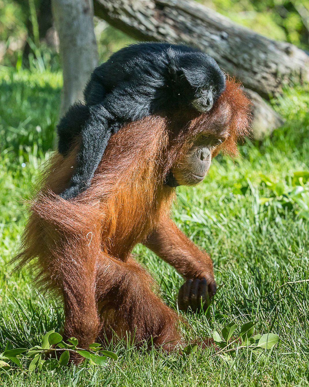 San Diego Zoo Wildlife Alliance – TripHock