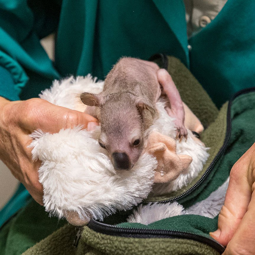 San Diego Zoo Wildlife Alliance – TripHock