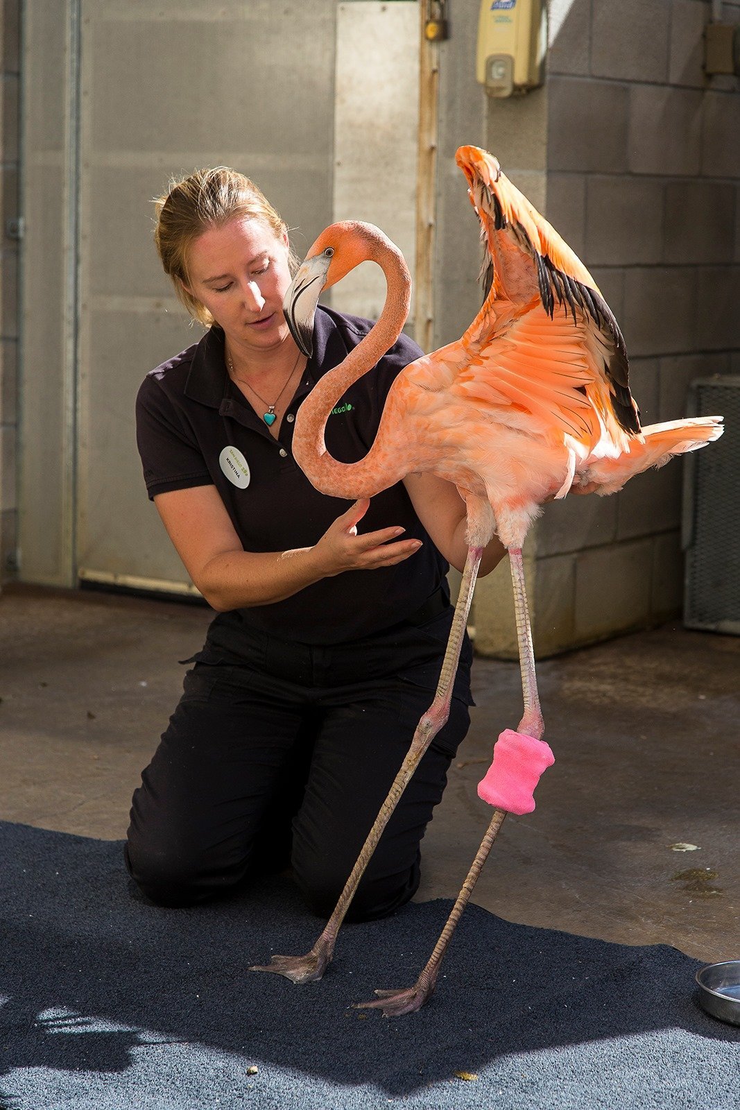 San Diego Zoo Wildlife Alliance – TripHock