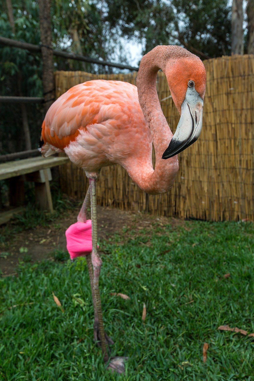 San Diego Zoo Wildlife Alliance – TripHock