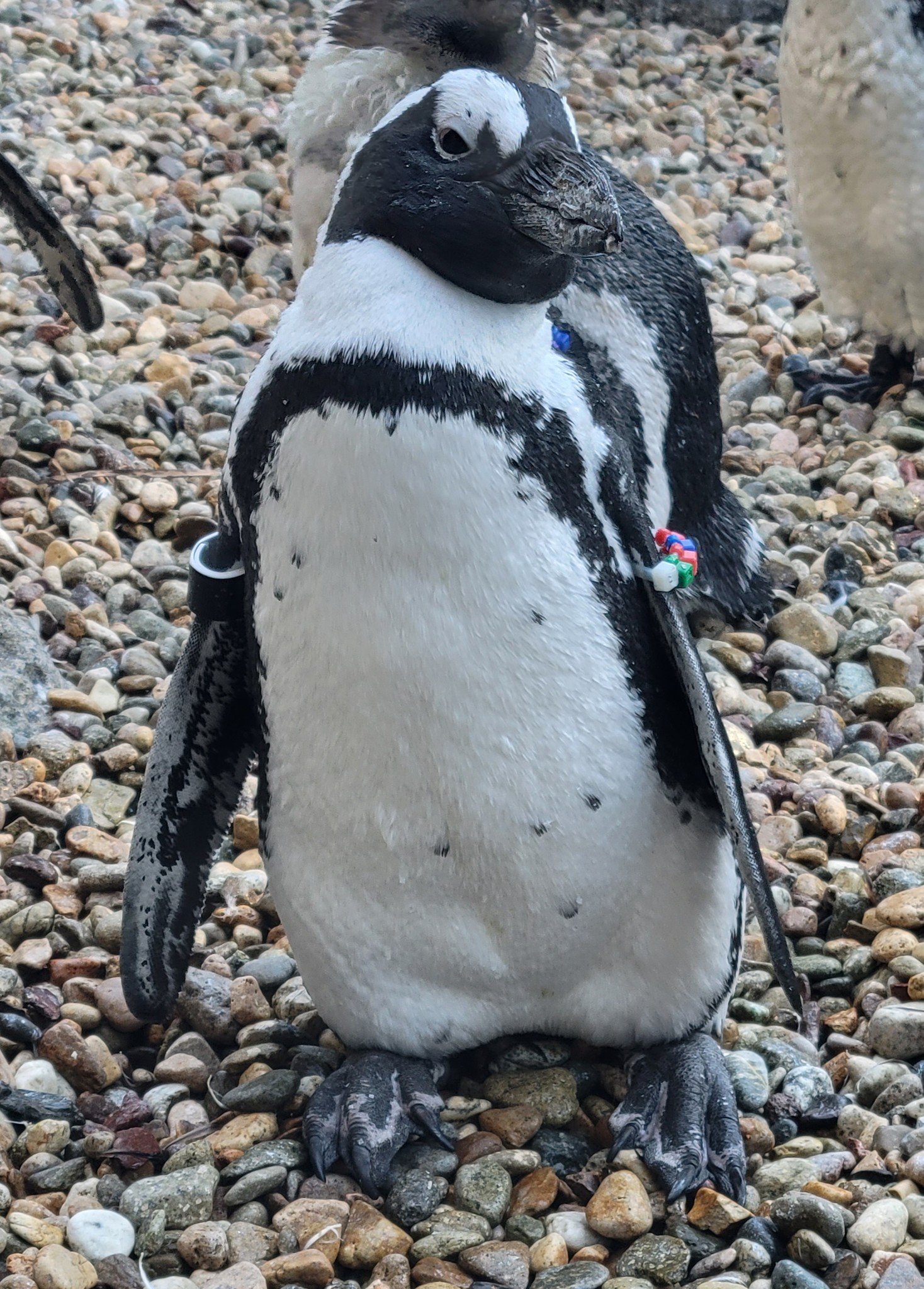 San Diego Zoo Wildlife Alliance – TripHock