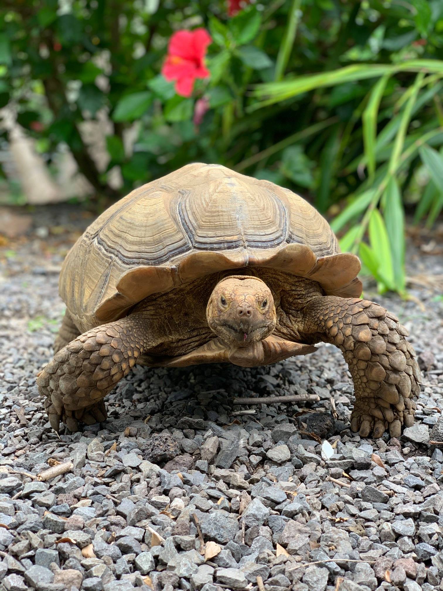 Three Ring Ranch Exotic Animal Sanctuary Hawaii – TripHock